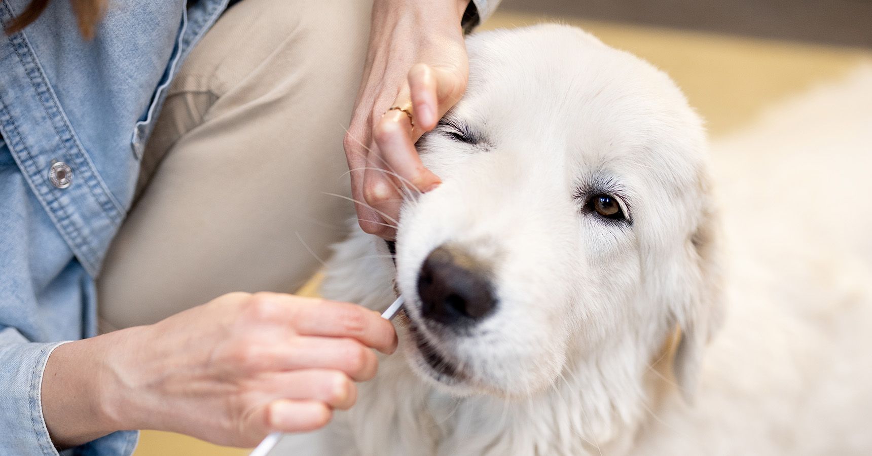 Koiran hammaskiven poisto kotona: onko se mahdollista?