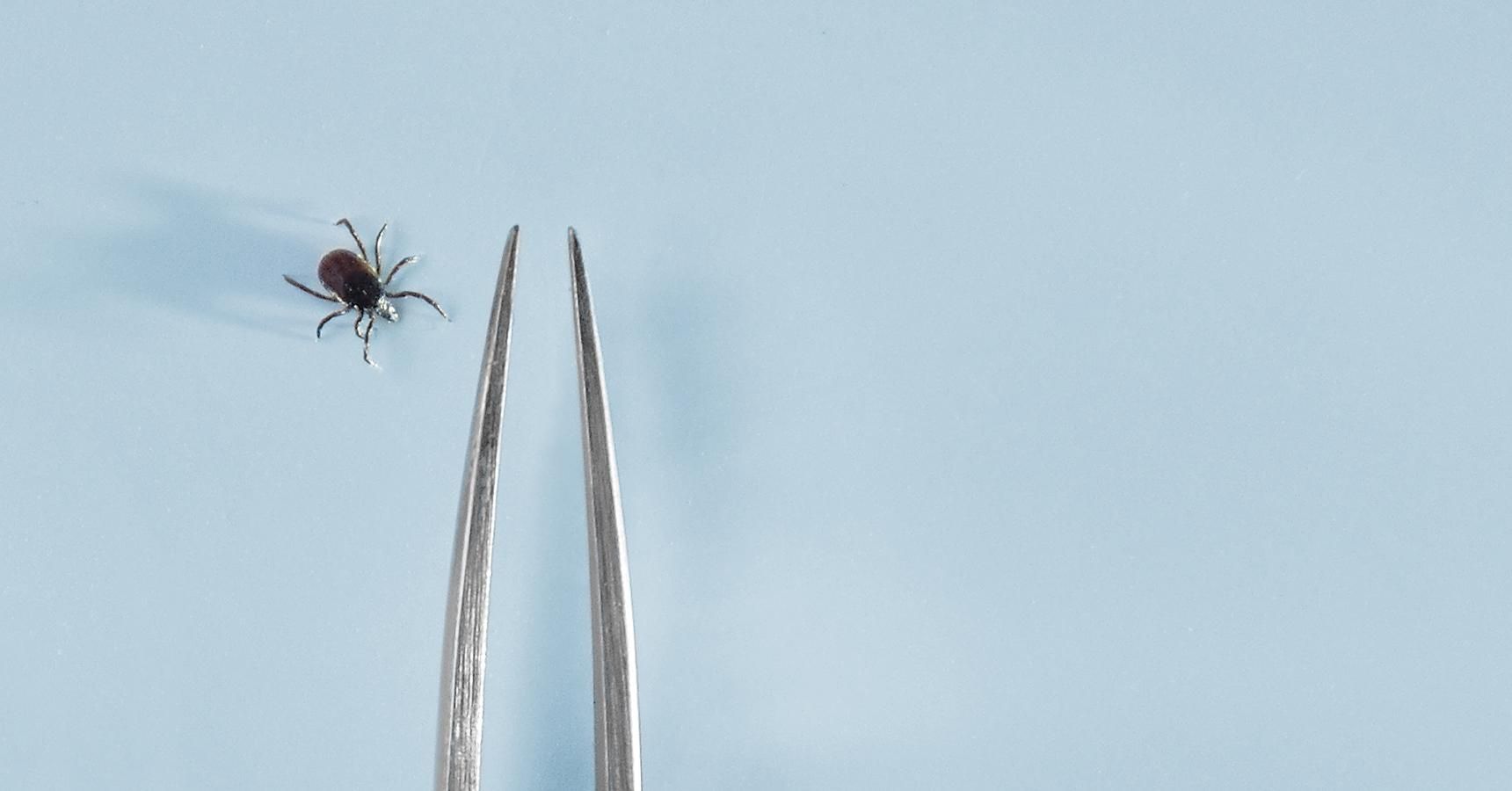 Tunnista punkin purema: oireet, hoito ja ennaltaehkäisy | Ya.fi